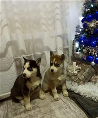 Oglasi za pse Sibirski haski | Halo oglasi