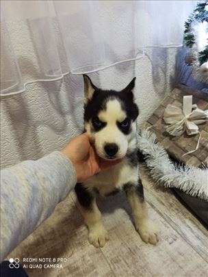 Oglasi za pse Sibirski haski | Halo oglasi