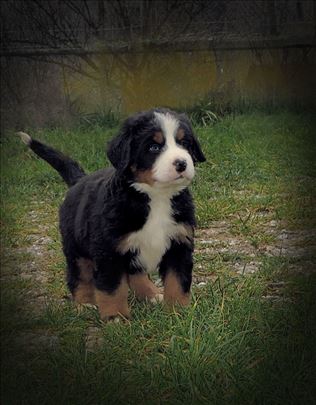 Oglasi za pse Bernski planinski pas | Halo oglasi