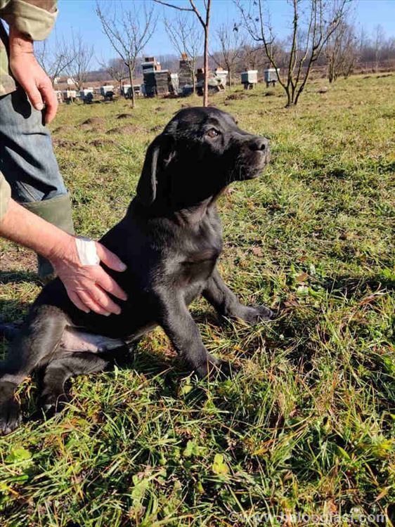 Labrador retriver, štene | Halo Oglasi