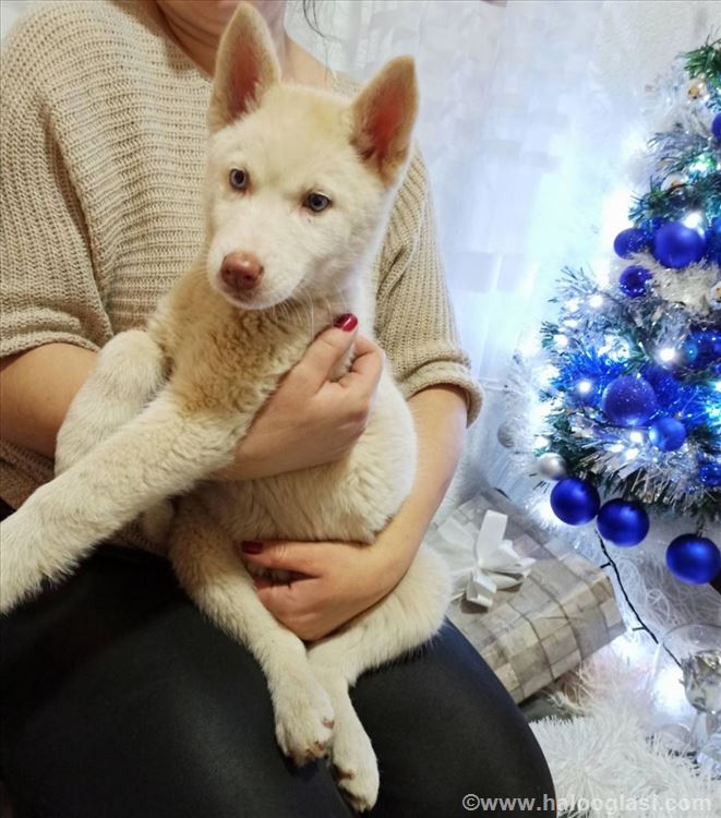 Sibirski haski , štene | Halo Oglasi