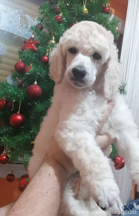 Standard pudla stenci | Halo Oglasi