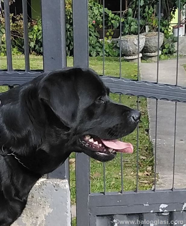 Labrador retriver, odrastao pas | Halo Oglasi