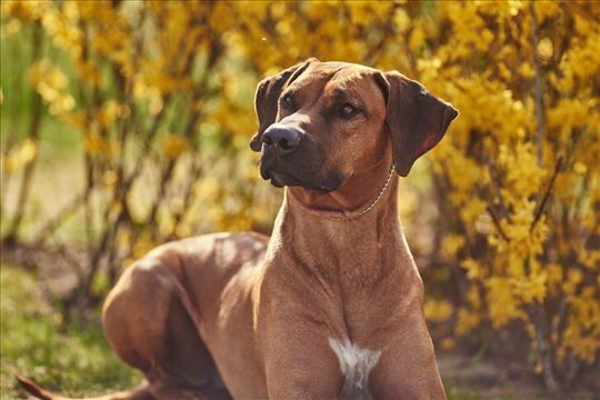 Prodaja pasa i psi na poklon Rodezijski ridžbek | Halo oglasi