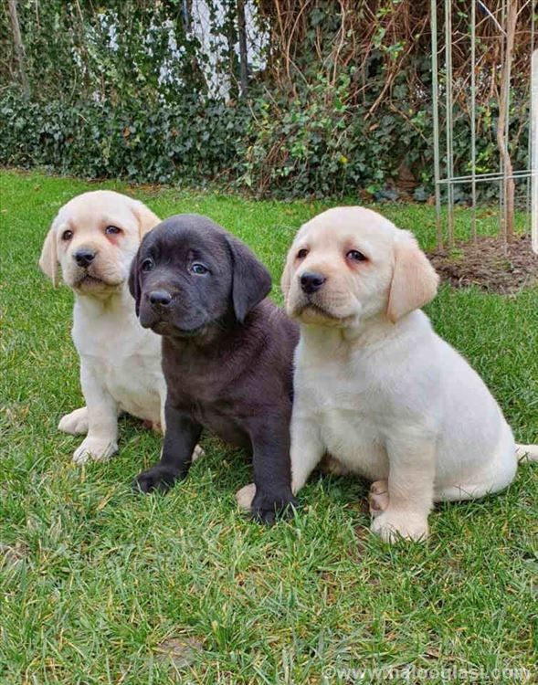 Labradori vrhunsko leglo | Halo Oglasi