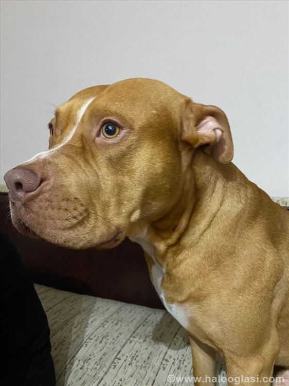 Pit bul terijer, odrastao pas | Halo Oglasi