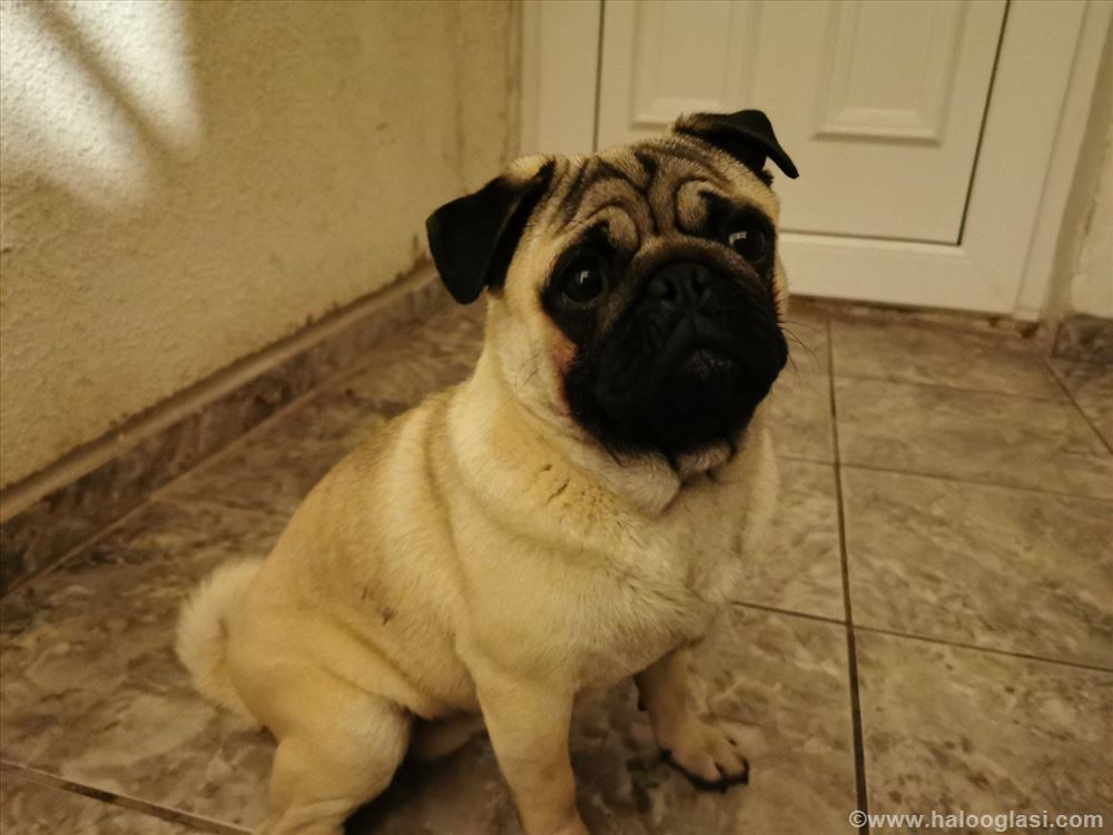 Mops, mlad pas za parenje | Halo Oglasi