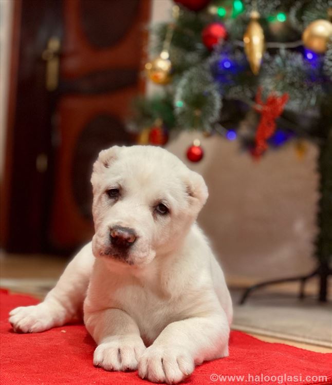 Srednjeazijski ovčar (azijat) štenci | Halo Oglasi
