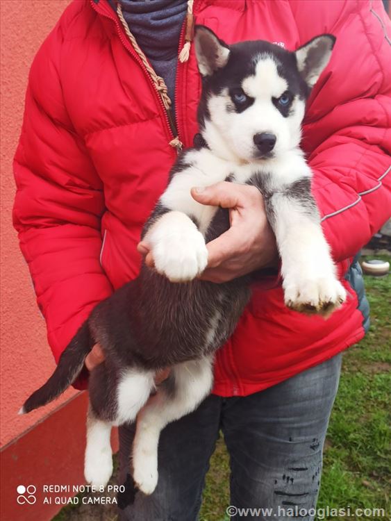 Sibirski haski , štene | Halo Oglasi