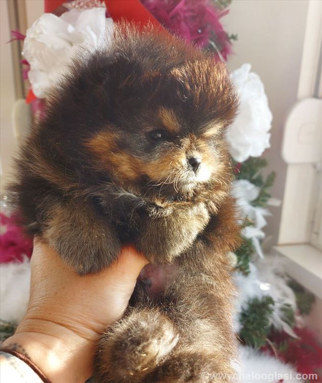 Ekskluzivan dečak | Halo Oglasi