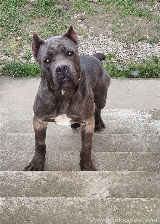 Kane korso, mlad pas | Halo Oglasi