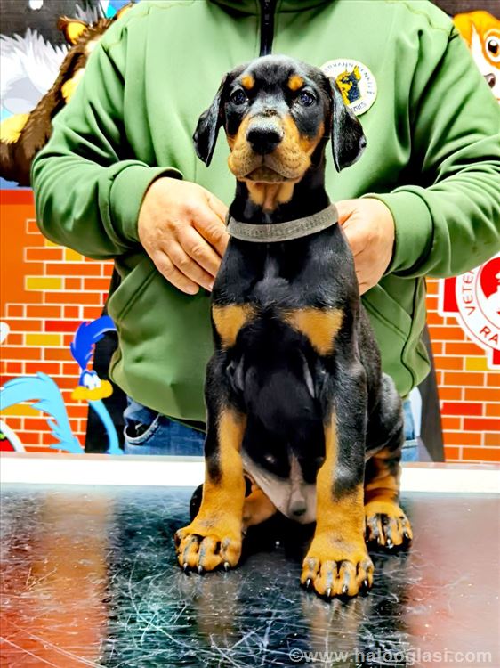 Doberman štene | Halo Oglasi