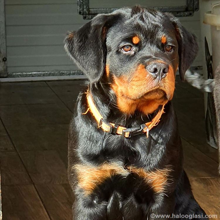 Rotvajler, štene | Halo Oglasi