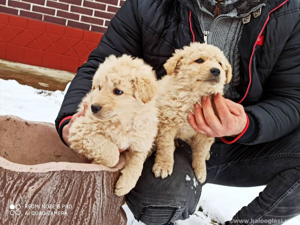 Vojvođanski pulin, štene | Halo Oglasi