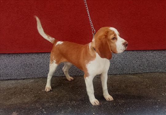 Oglasi za pse Bigl | Halo oglasi