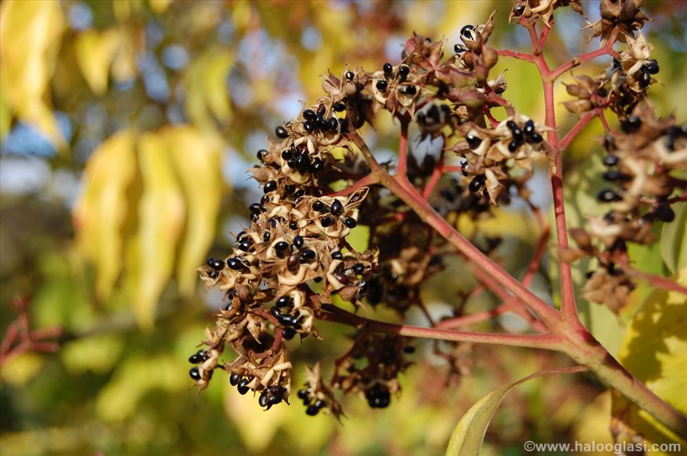 Evodija seme | Halo Oglasi