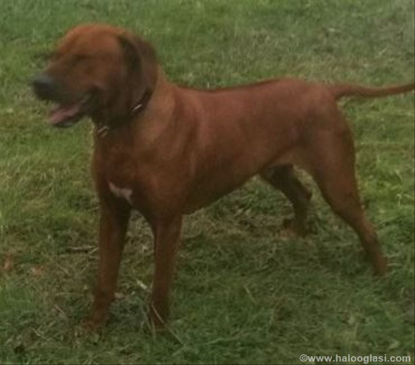 Rodezijski ridžbek, parenje, Grande Milovan | Halo Oglasi