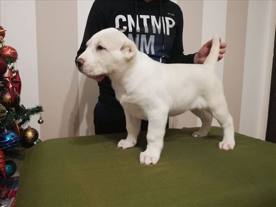 Oglasi za pse Srednjeazijski ovčar | Halo oglasi