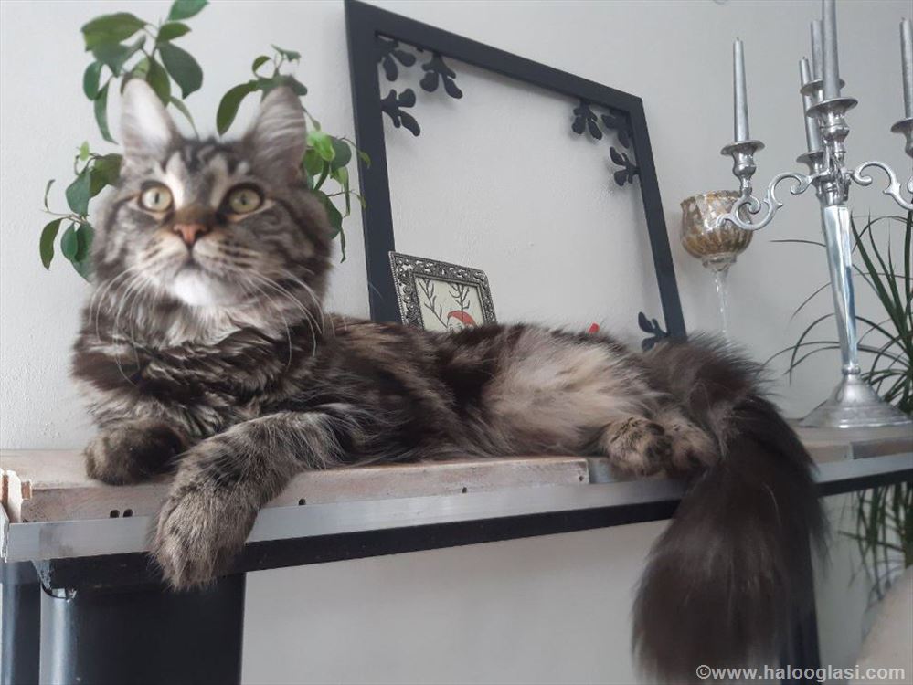 Macka MAINE COON - trazi muzjaka za parenje | Halo Oglasi