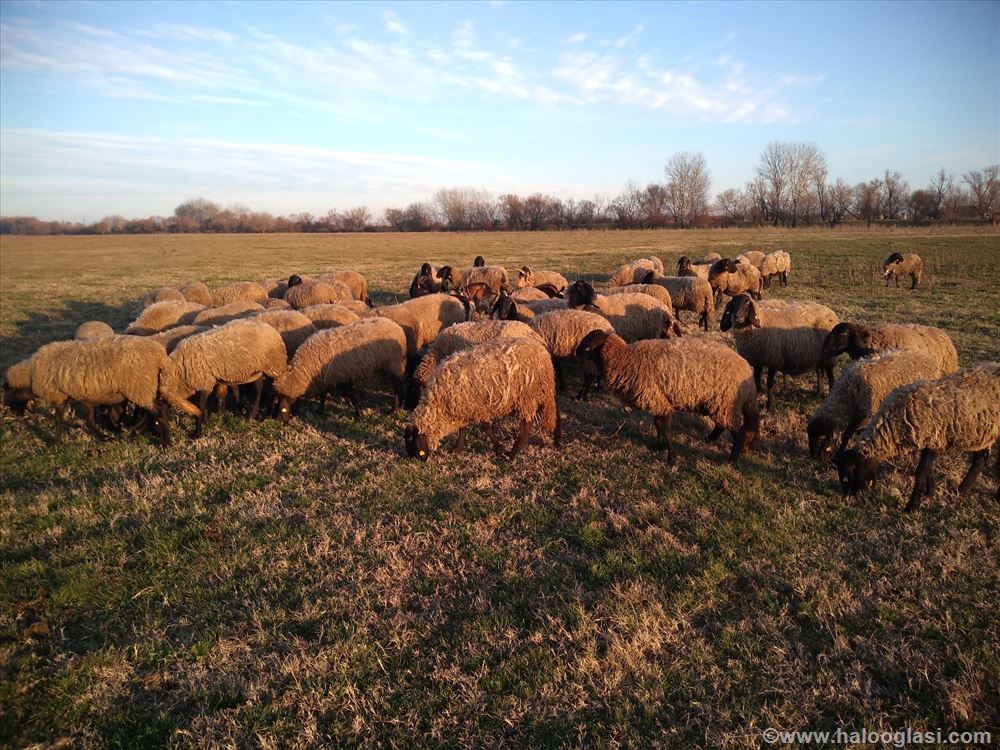 Velika cigaja | Halo Oglasi