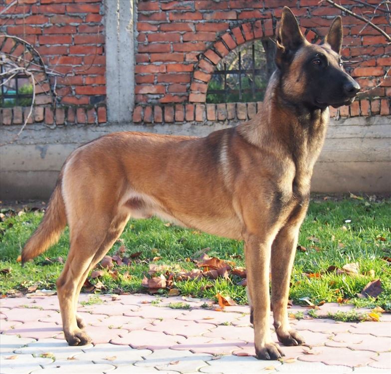 Belgijski ovčar, malinoa - parenje | Halo Oglasi