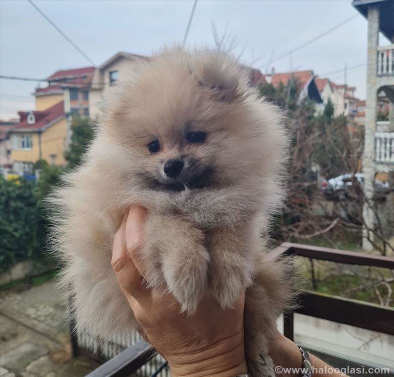 Pomeranski špic, štene | Halo Oglasi