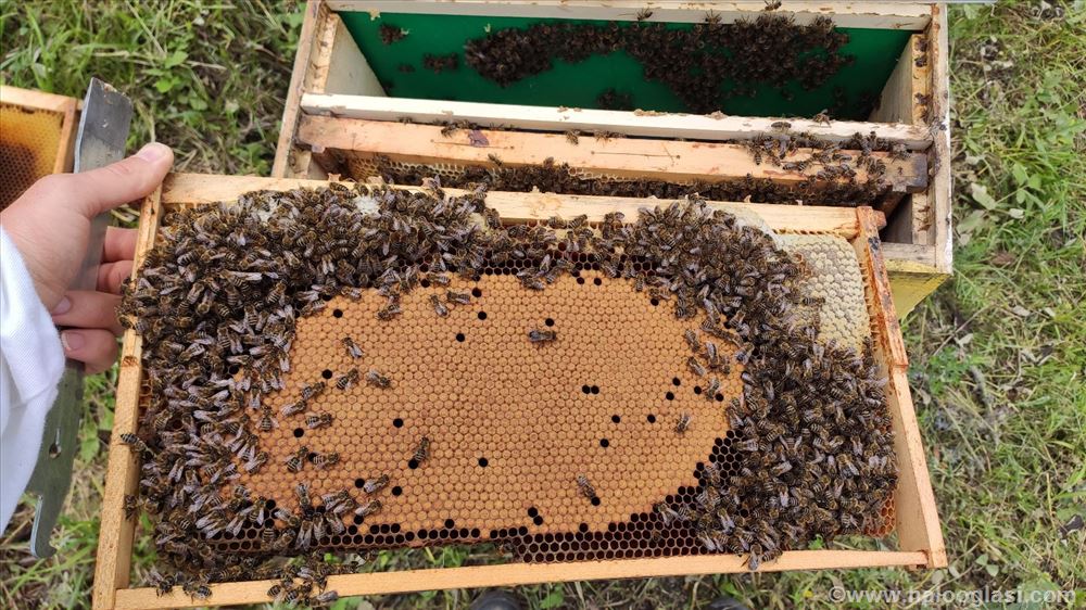 Mlade matice, paketni rojevi, matičnjaci | Halo Oglasi