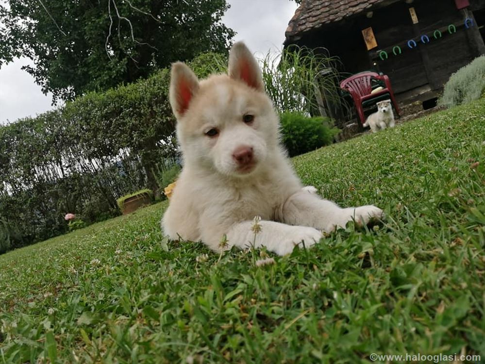 Sibirski haski, štene | Halo Oglasi