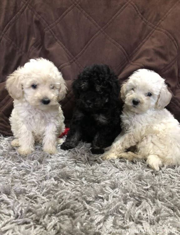 Štenad patuljaste bele pudle i fantom pudlica | Halo Oglasi