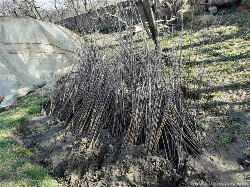 Prodaja sadnice visnje | Halo Oglasi