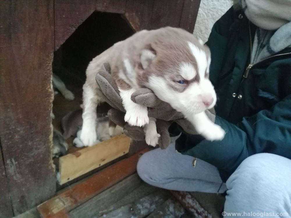Sibirski haski , štene | Halo Oglasi