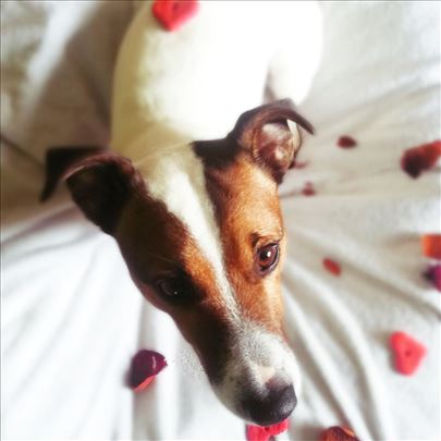 Oglasi za pse Džek Rasel terijer | Halo oglasi