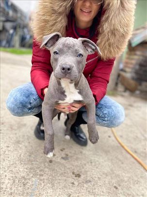 Oglasi za pse Pit bul terijer | Halo oglasi