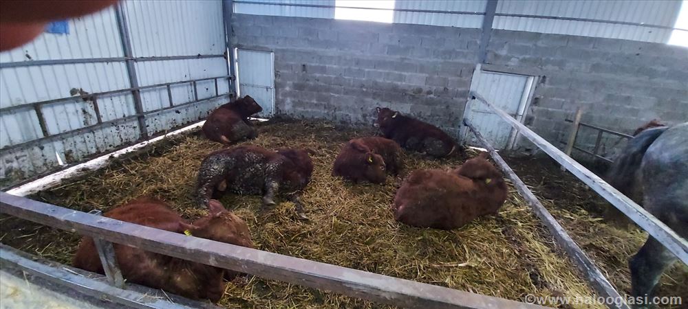 Angus goveda | Halo Oglasi