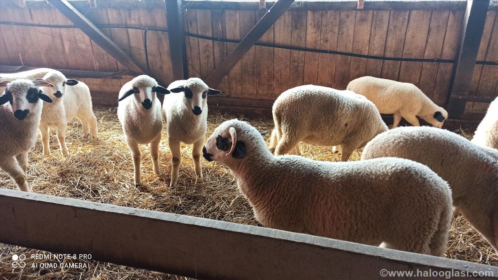 Sjenicka jagnjad na prodaju | Halo Oglasi