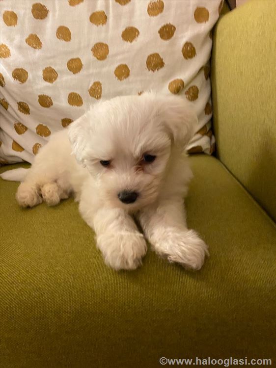 Mini Maltezer , štene | Halo Oglasi