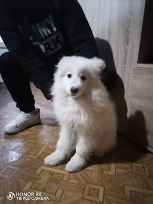 Oglasi za pse Samojed | Halo oglasi