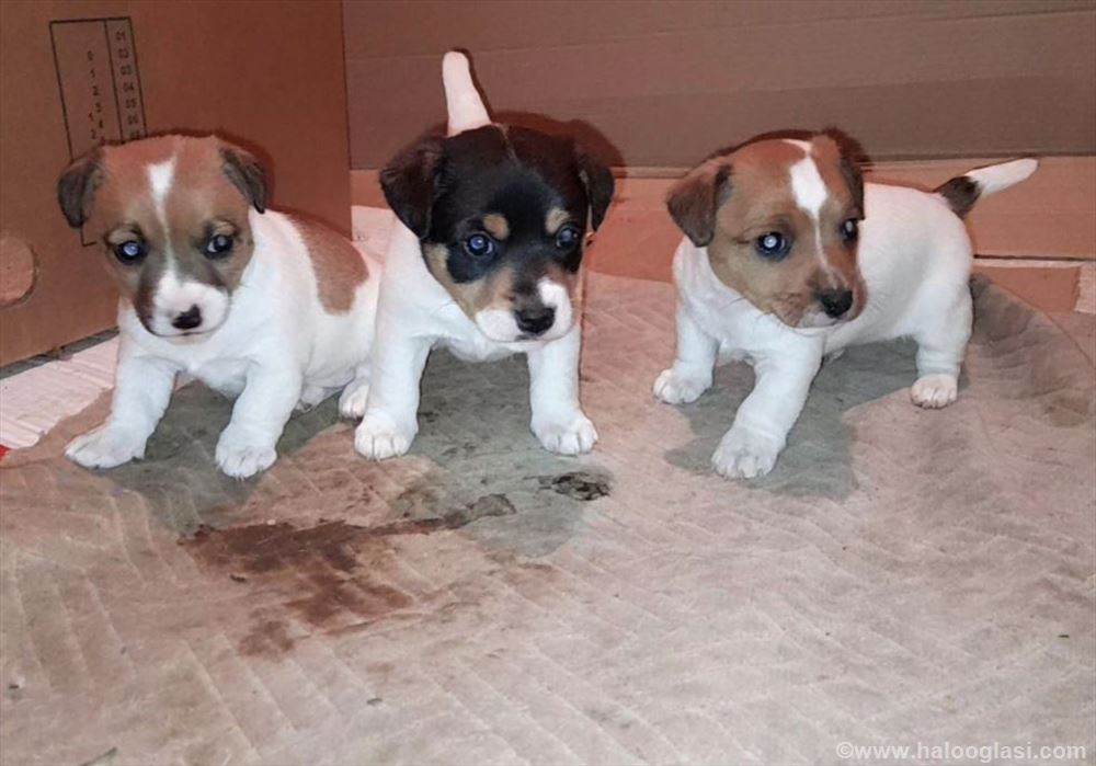 Džek Raselov terijer, štene | Halo Oglasi
