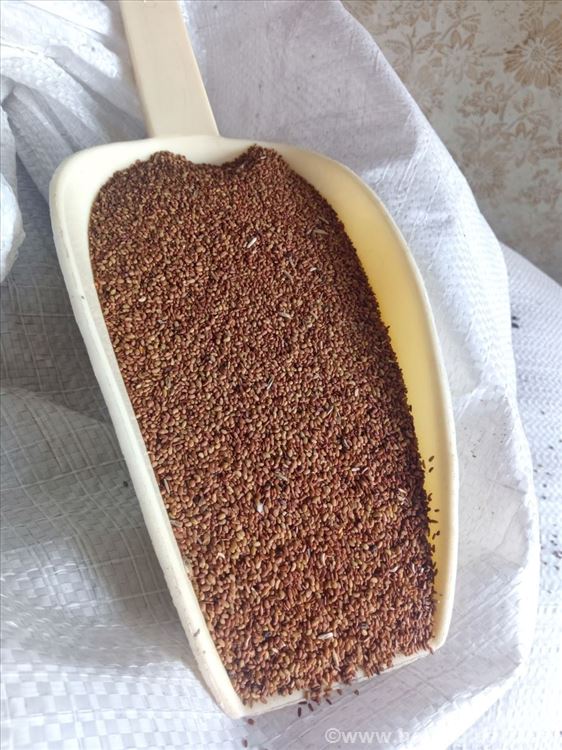 Seme lucerke | Halo Oglasi