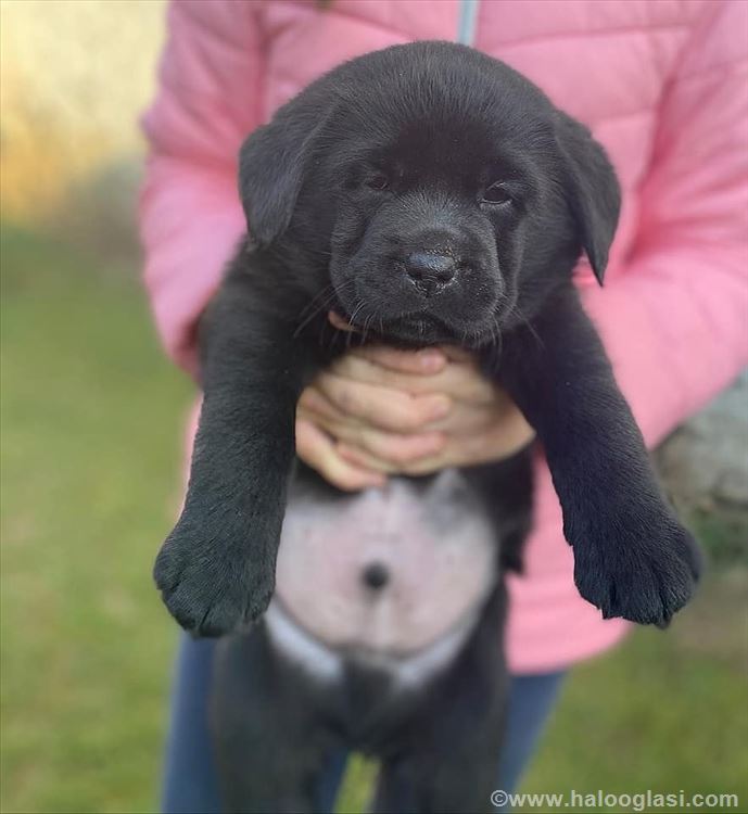 Labrador retriver, štene | Halo Oglasi