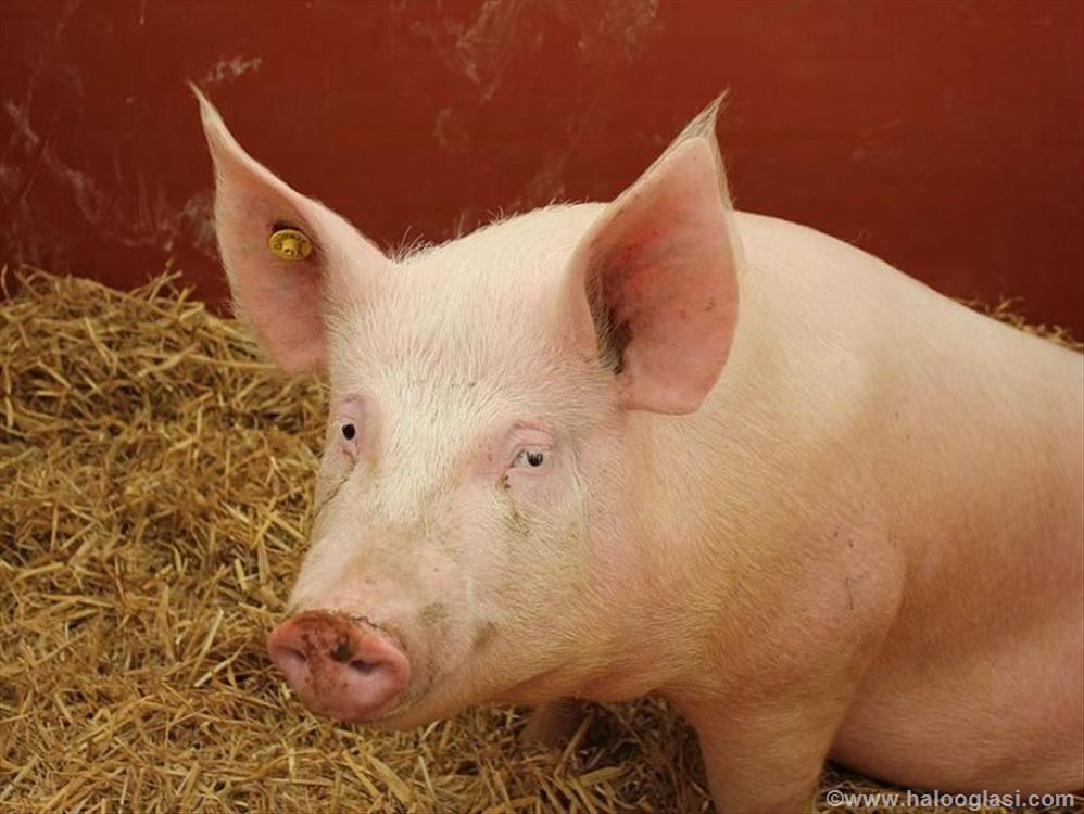 Svinje | Halo Oglasi