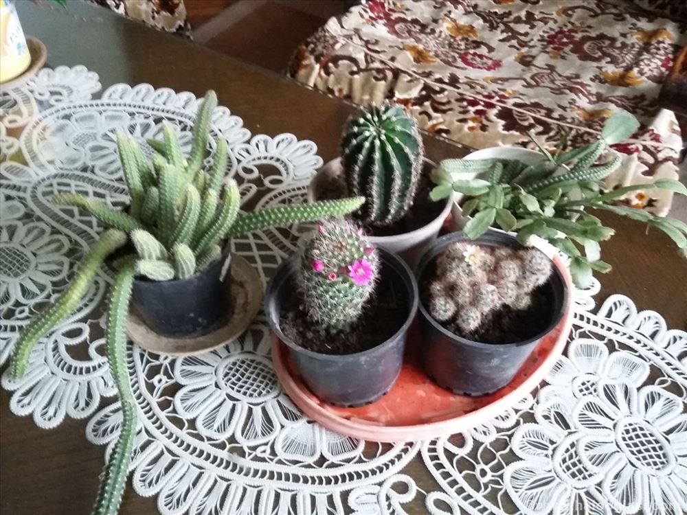 Razno cvece i kaktusi | Halo Oglasi