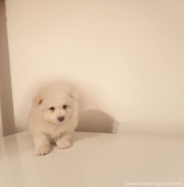 Patuljasti špic, BOO | Halo Oglasi