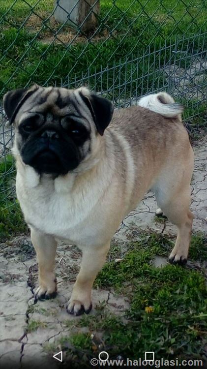 Mops , odrastao pas | Halo Oglasi
