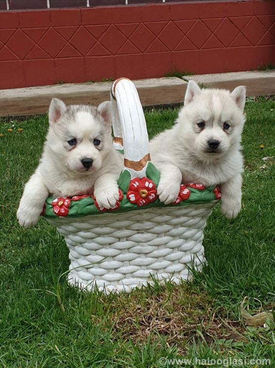 Sibirski haski , štene | Halo Oglasi