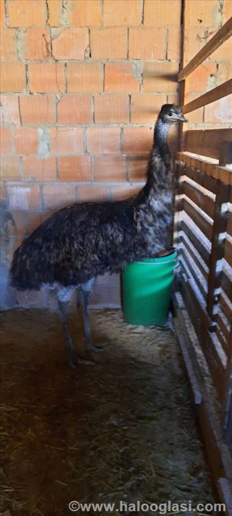 Australijski Emu | Halo Oglasi