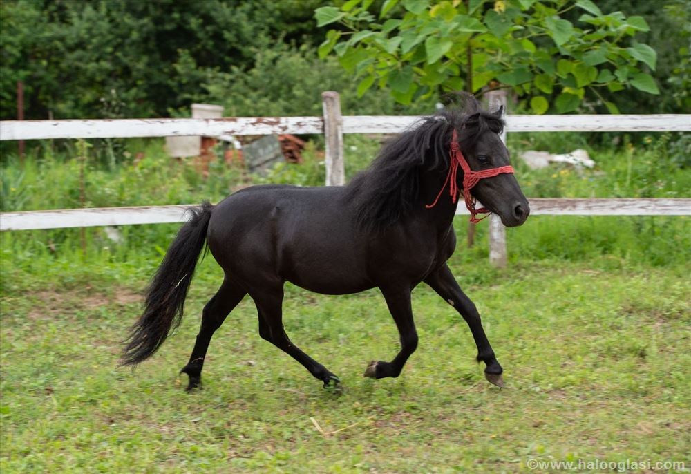 Poni konj na prodaju | Halo Oglasi