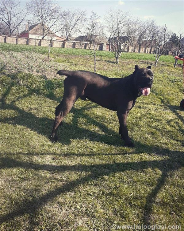 Kane korso, mlad pas | Halo Oglasi
