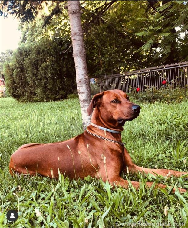 Najlepši Rodezijski ridžbek spreman za parenje | Halo Oglasi