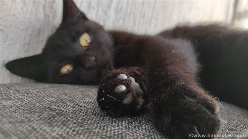 Mlada umiljata maca hitno trazi dom | Halo Oglasi